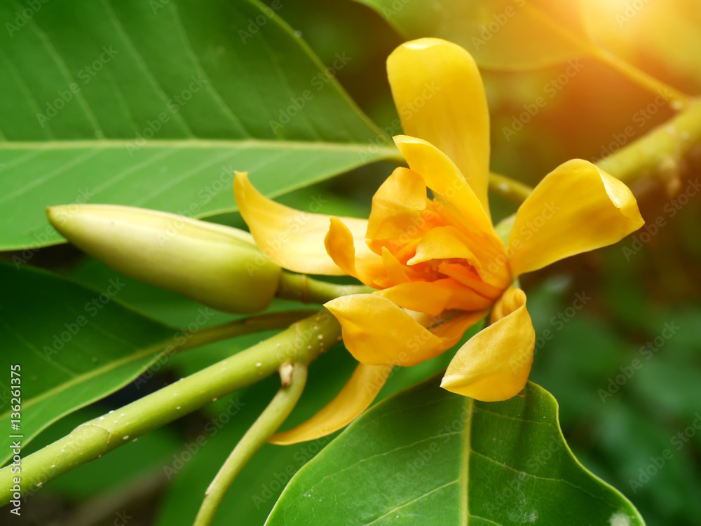 Yellow Champaka are blooming on tree. (Michelia alba DC.) Stock Photo ...