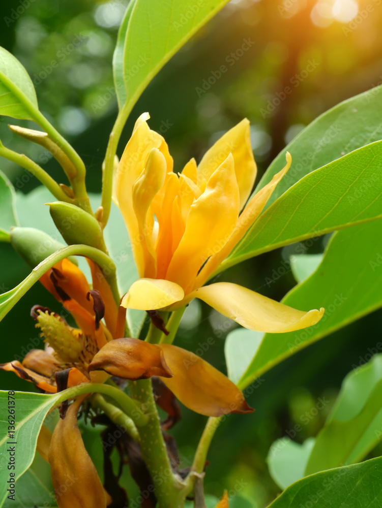 Yellow Champaka are blooming on tree. (Michelia alba DC.) Stock Photo ...