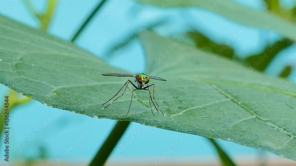 Long-legged flies (Dolichopodidae) , hunters insects small, on plant in ...