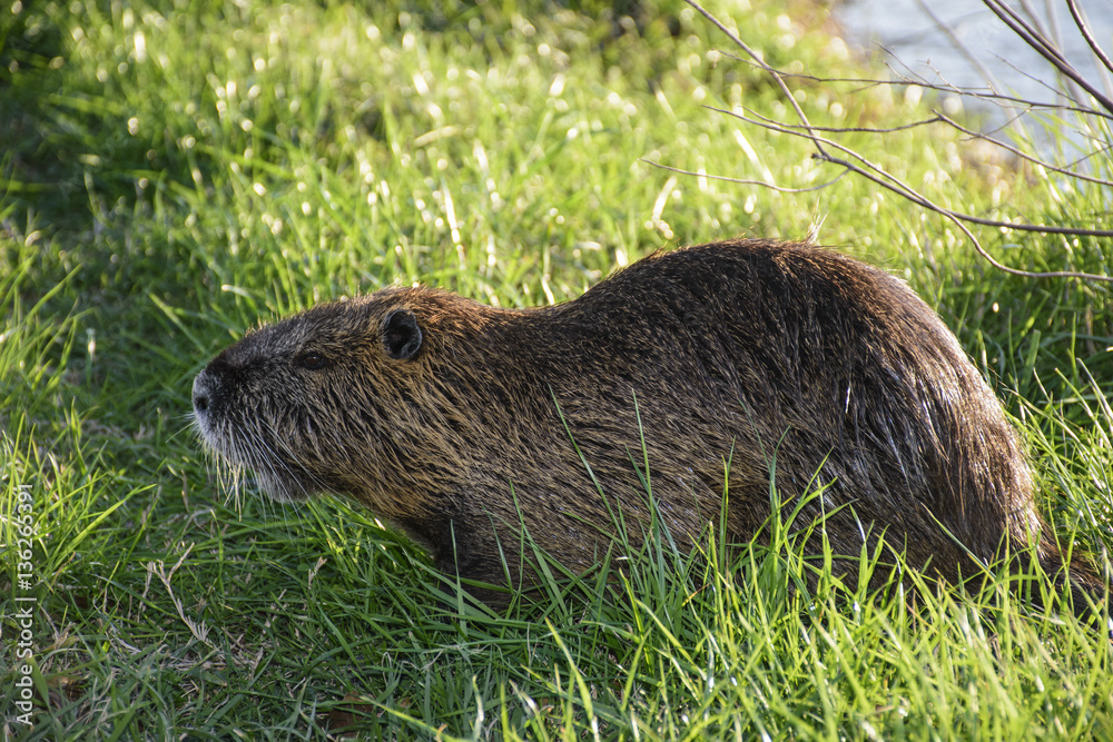 Nutria is an invasive species that causes damage to wetland ecology ...