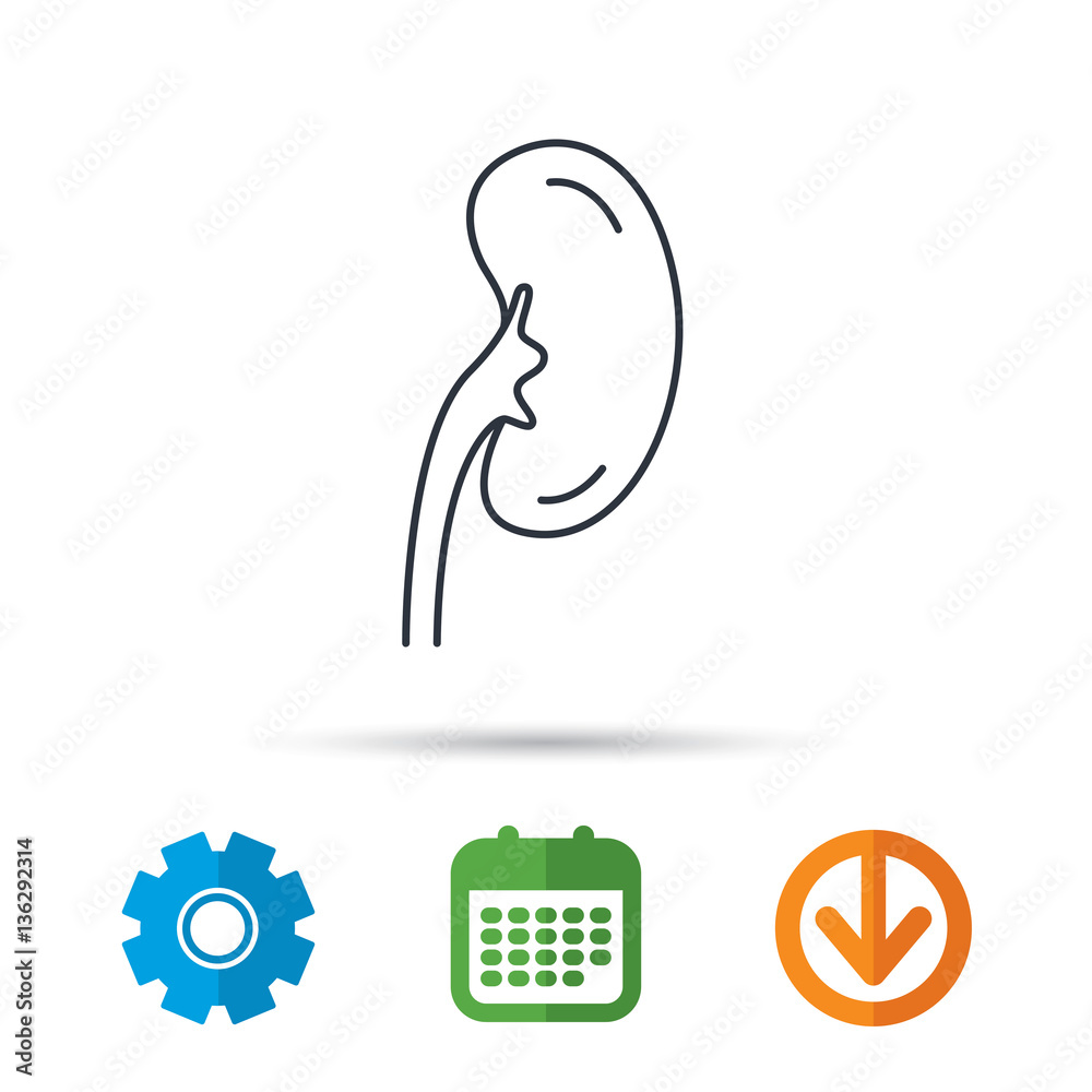 Kidney icon. Transplantation organ sign. Nephrology symbol. Calendar ...