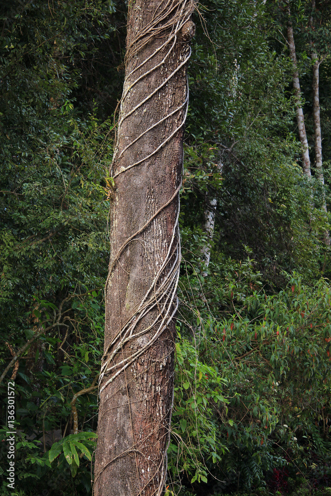 Tropical rainforest jungle vine wrapping around tree Stock Photo ...