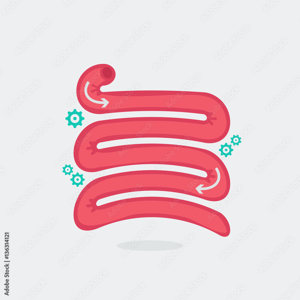 Small intestine vector illustration Stock Vector | Adobe Stock