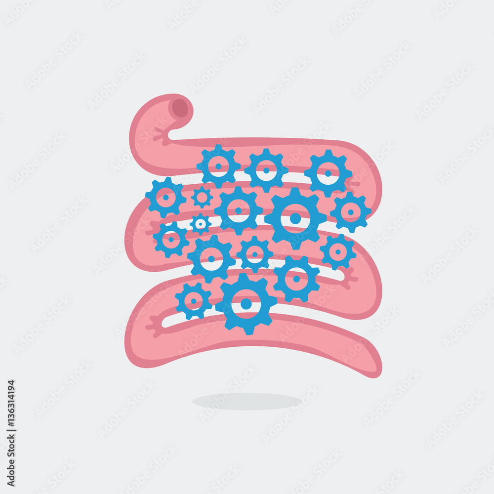 Small intestine vector illustration Stock Vector | Adobe Stock