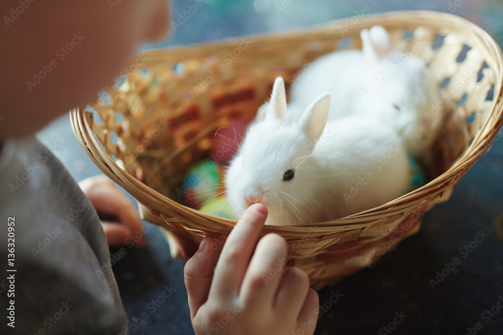 Little lad touching rabbit nose by forefinger Stock Photo | Adobe Stock