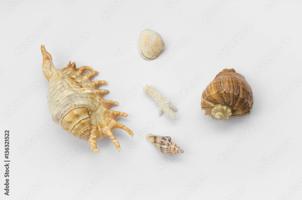 The group of natural colorful conchs isolated on a white background ...