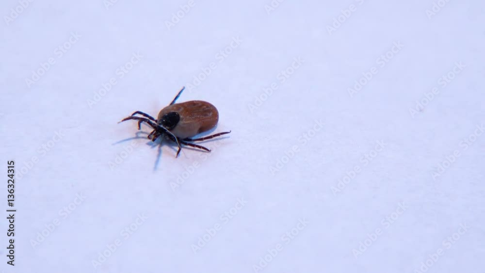 Zecke Stock-Video | Adobe Stock