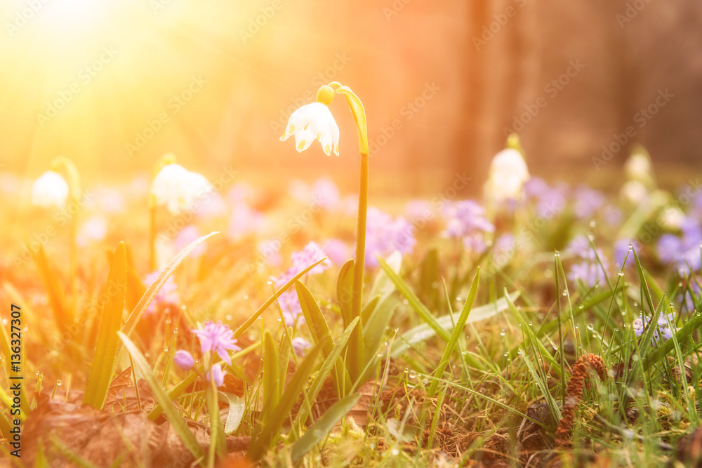 Spring Sunshine Wallpaper