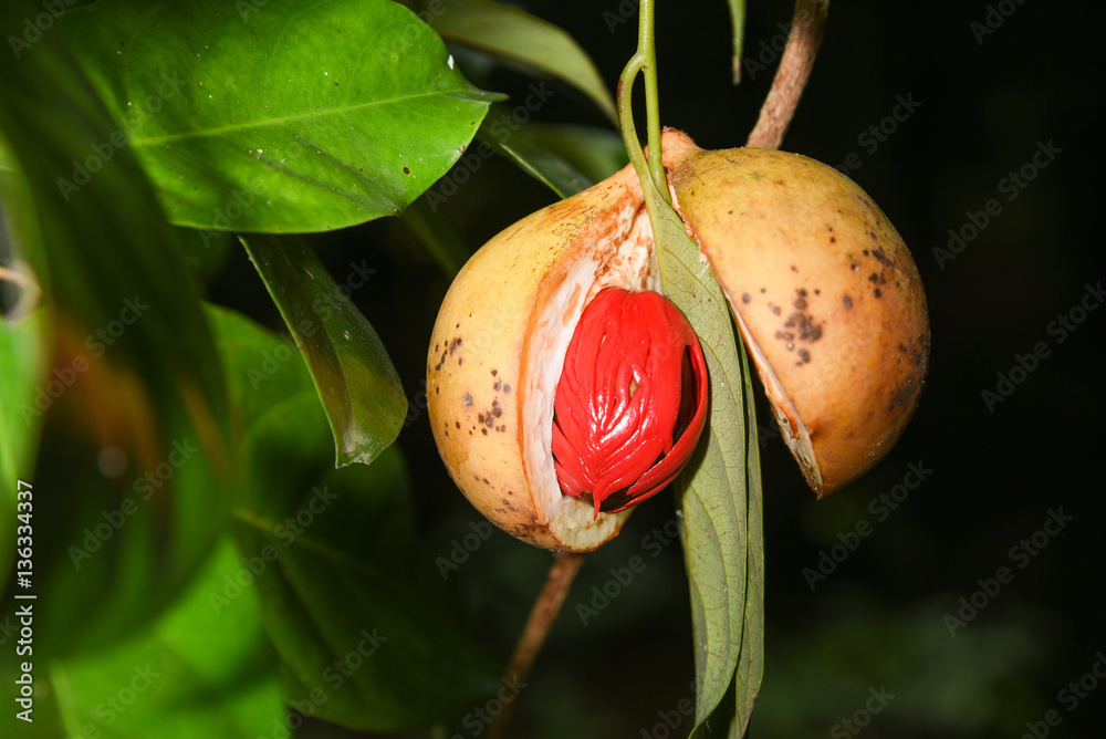 Nutmeg Fruit