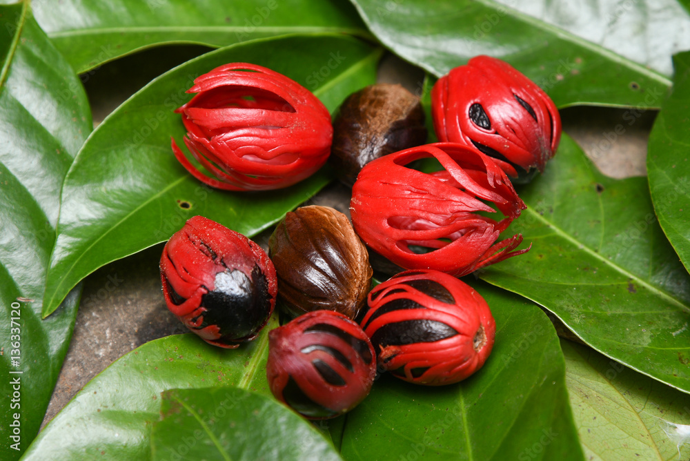 Nutmeg many isolated. Sectional view of ripe colorful red nutmeg fruit ...
