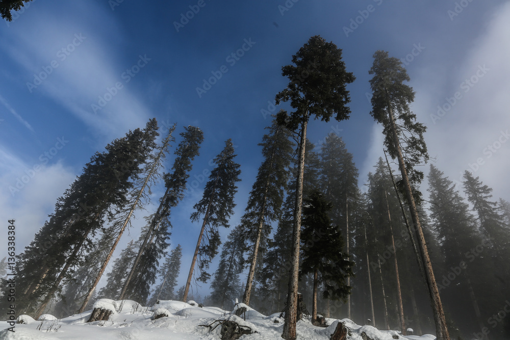 Nadelwald im Winter Stock-Foto | Adobe Stock