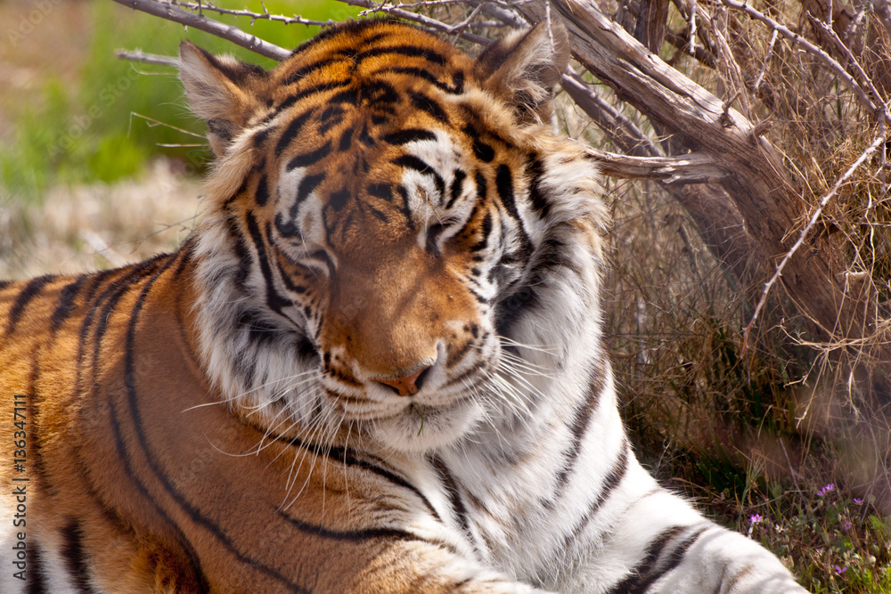 Lion snap Stock 写真 | Adobe Stock