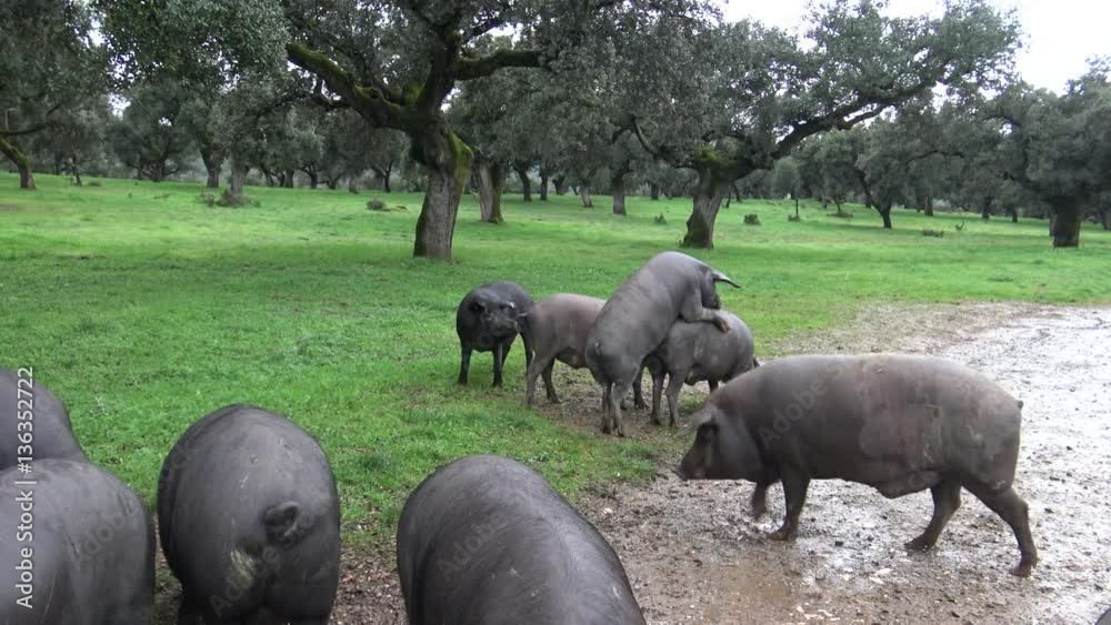 4K Black Iberian Pigs have sex in the Through The Oak Trees in the ...