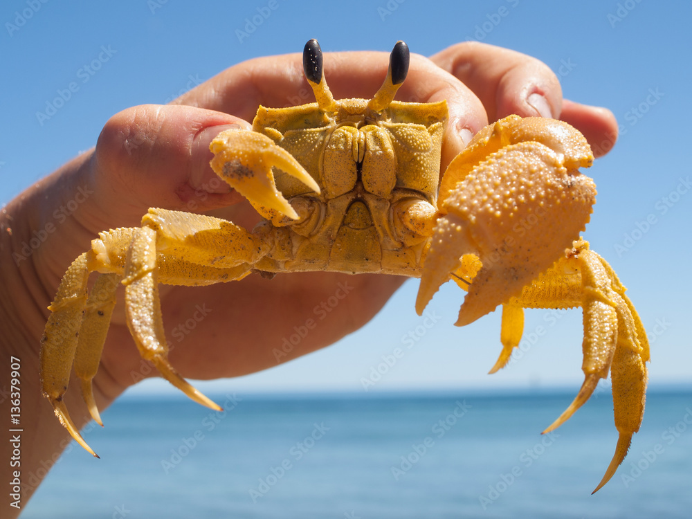 A large australian Golden ghost crab with big giant eyes, being held up ...