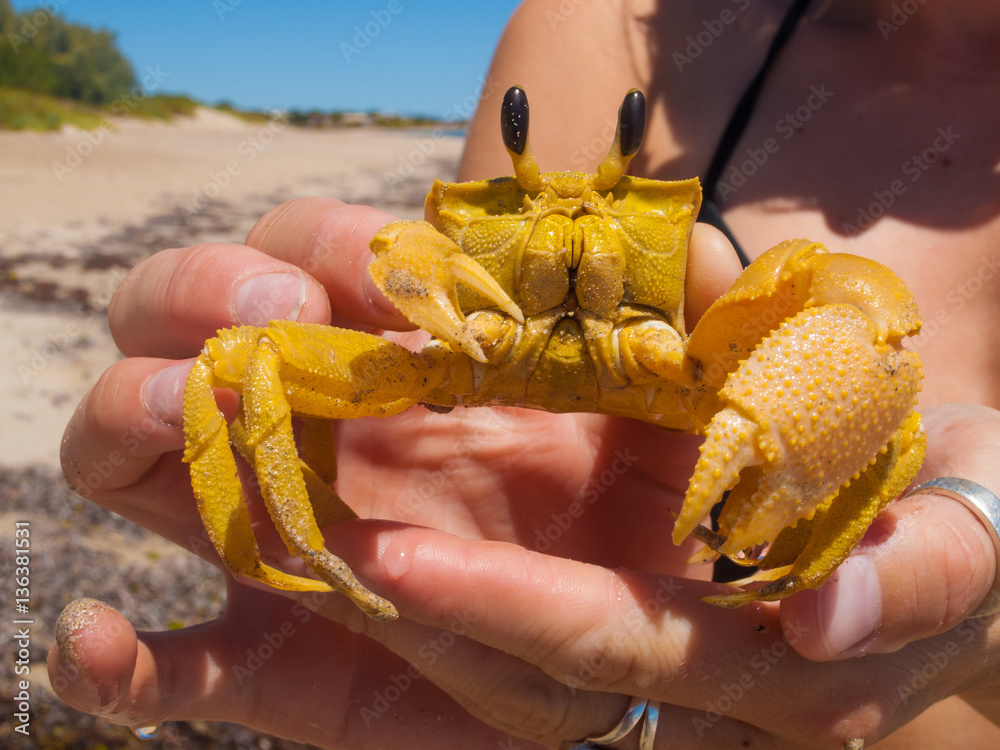 Foto de A large australian Golden ghost crab with big giant eyes, being ...