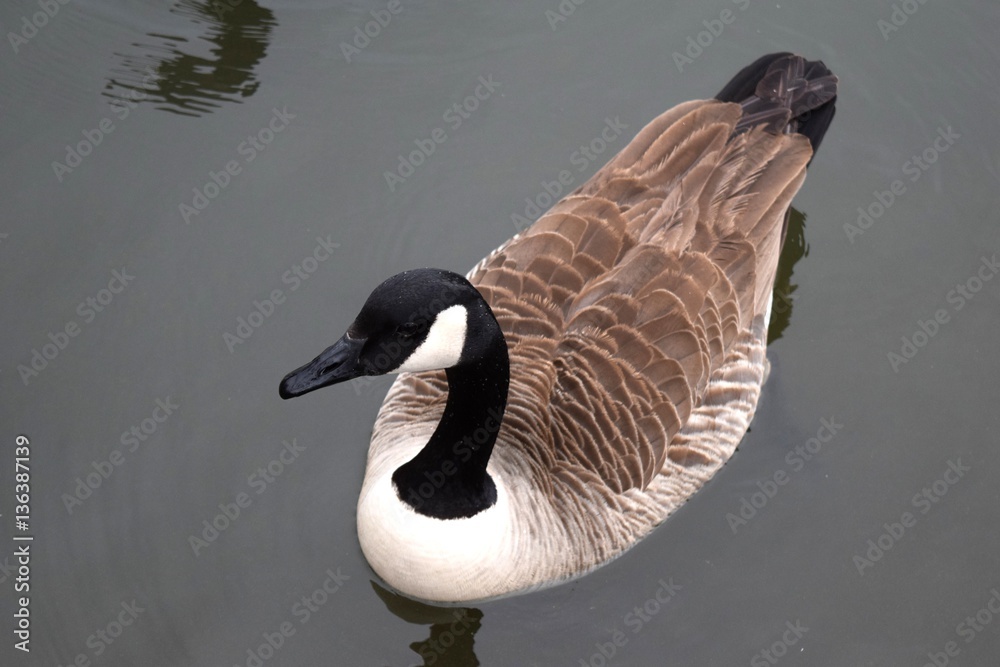 Goose looking at camera man foto de Stock | Adobe Stock