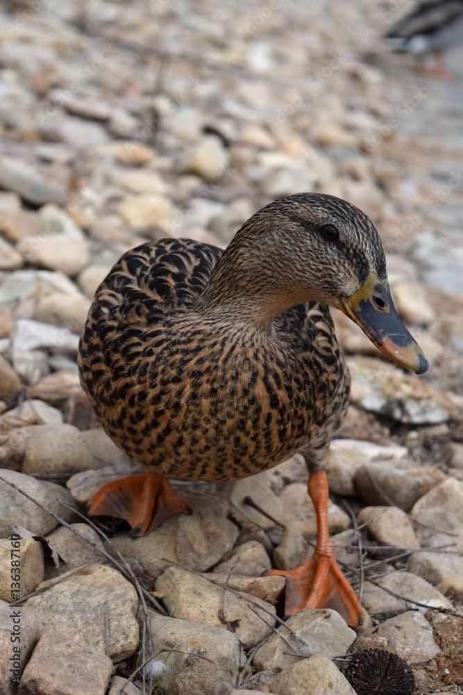 Yellow and black duck orange feet Stock Photo | Adobe Stock