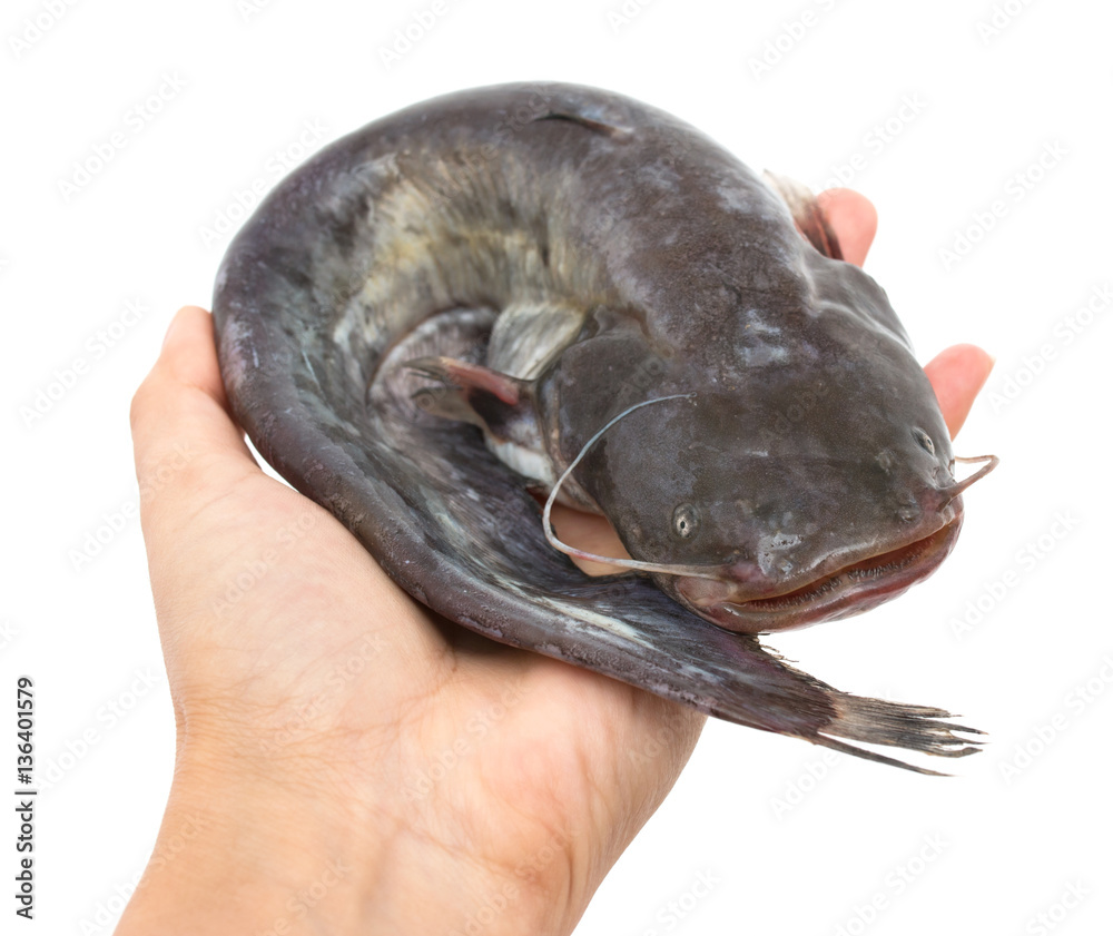 fresh fish catfish on a white background in a hand Stock Photo | Adobe ...