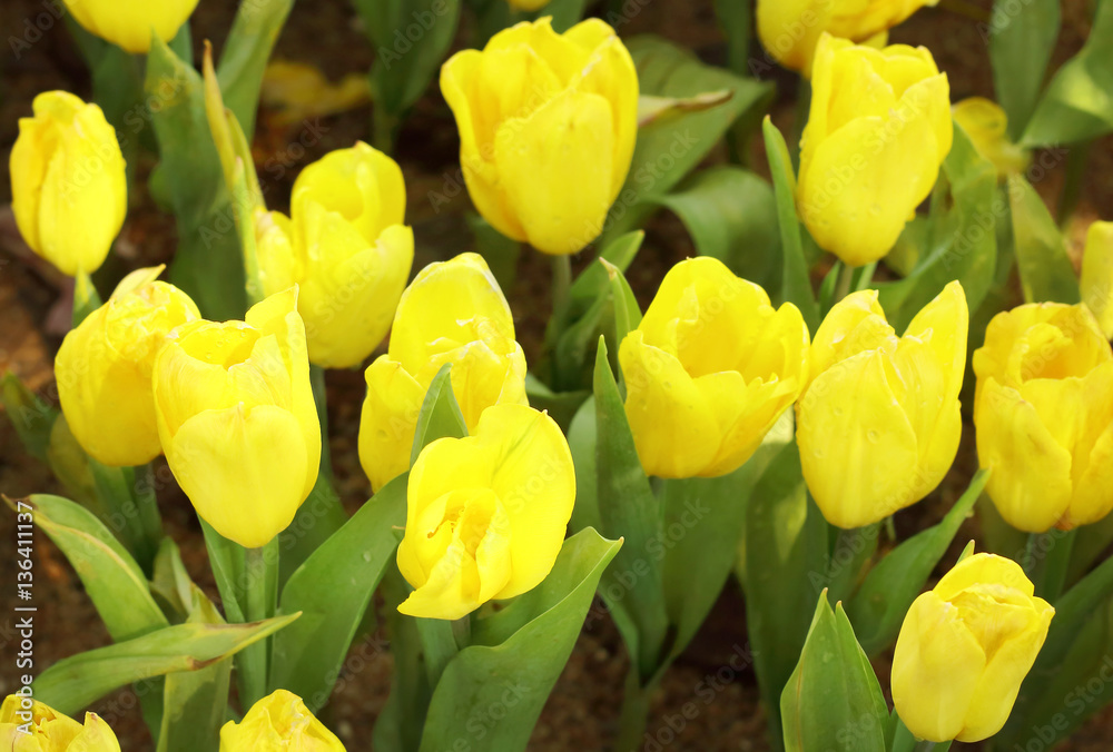 yellow tulips in the garden Stock Photo | Adobe Stock