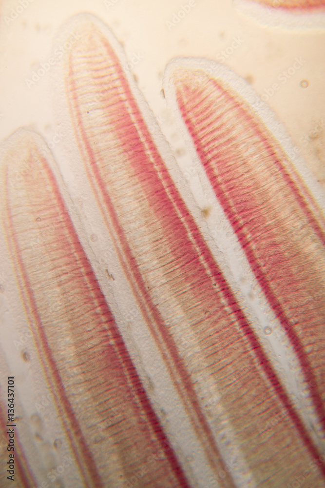 Gills of fish under the microscope.(soft focus and have Grain/Noise ...