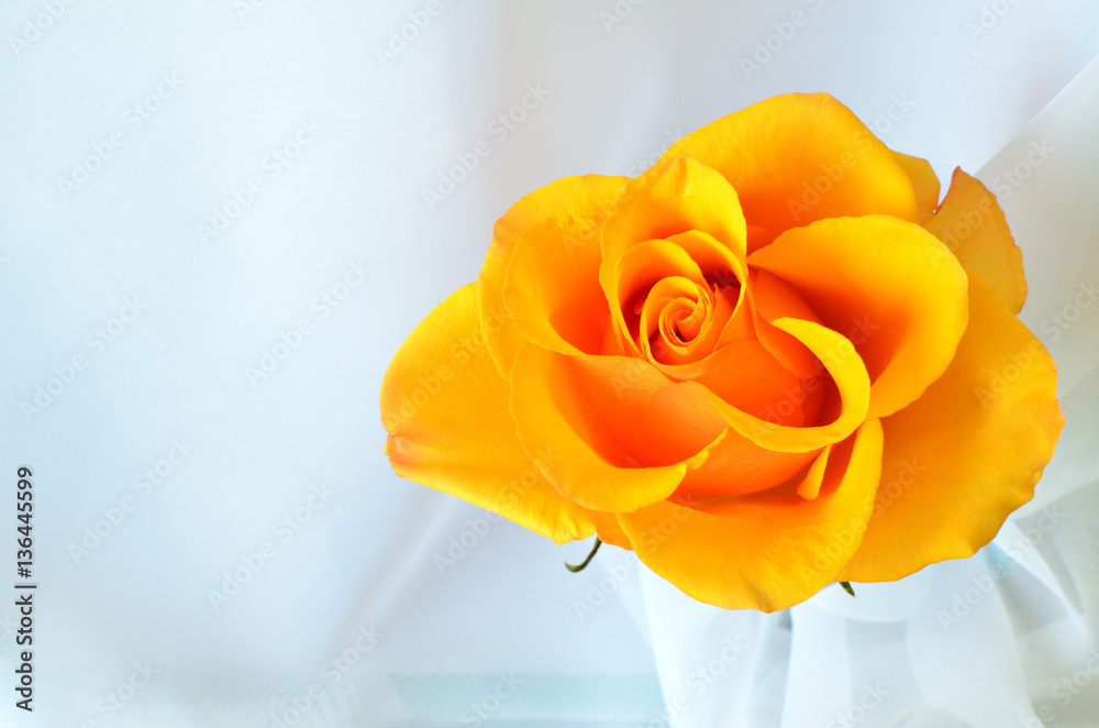 yellow rose, congratulations, postcard, love, invitation, happy ...