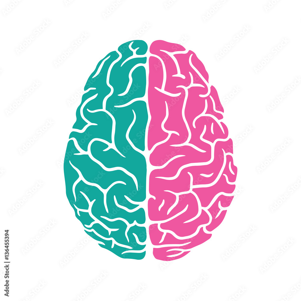 Colored left and right sides of the human brain illustration Stock ...