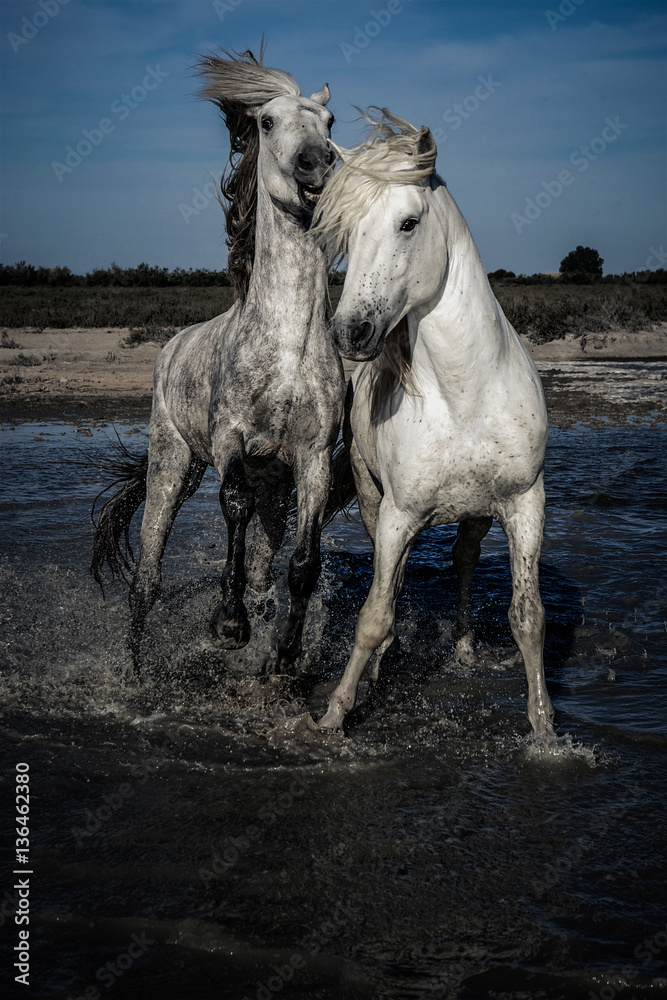 Angry white Horses Biting each other Stock Photo | Adobe Stock