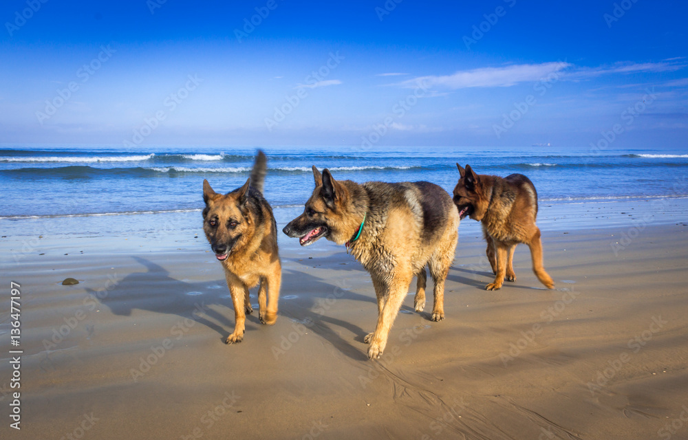 Pack Of German Shepherds