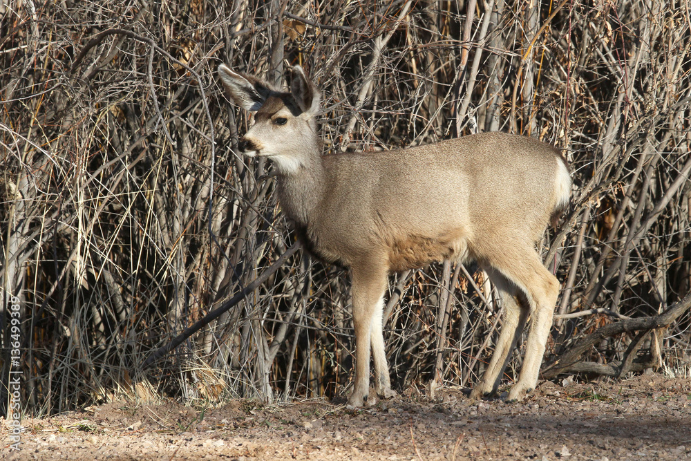 Mule Deer at Bosque del Apache National Wildlife Refuge, San Antonio ...