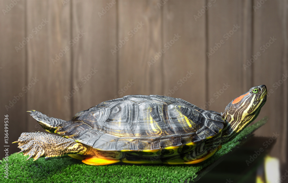 Red-eared slider turtle. Stock Photo | Adobe Stock