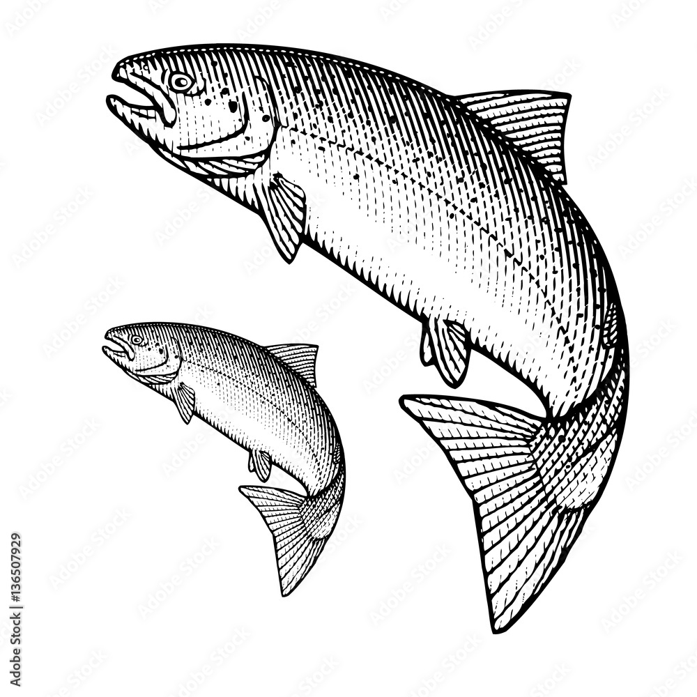 Salmon Fish Drawing Jumping