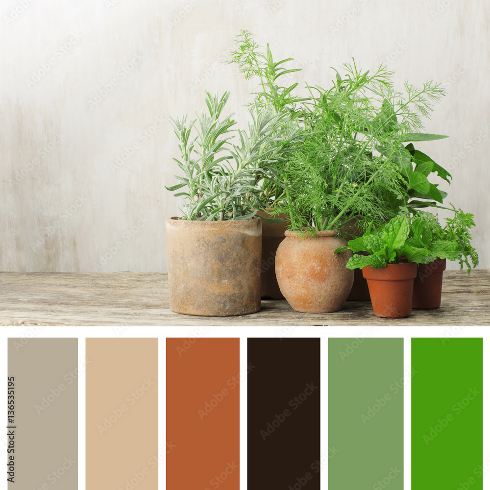 herbs in terra cotta pots, color palette Stock Photo | Adobe Stock