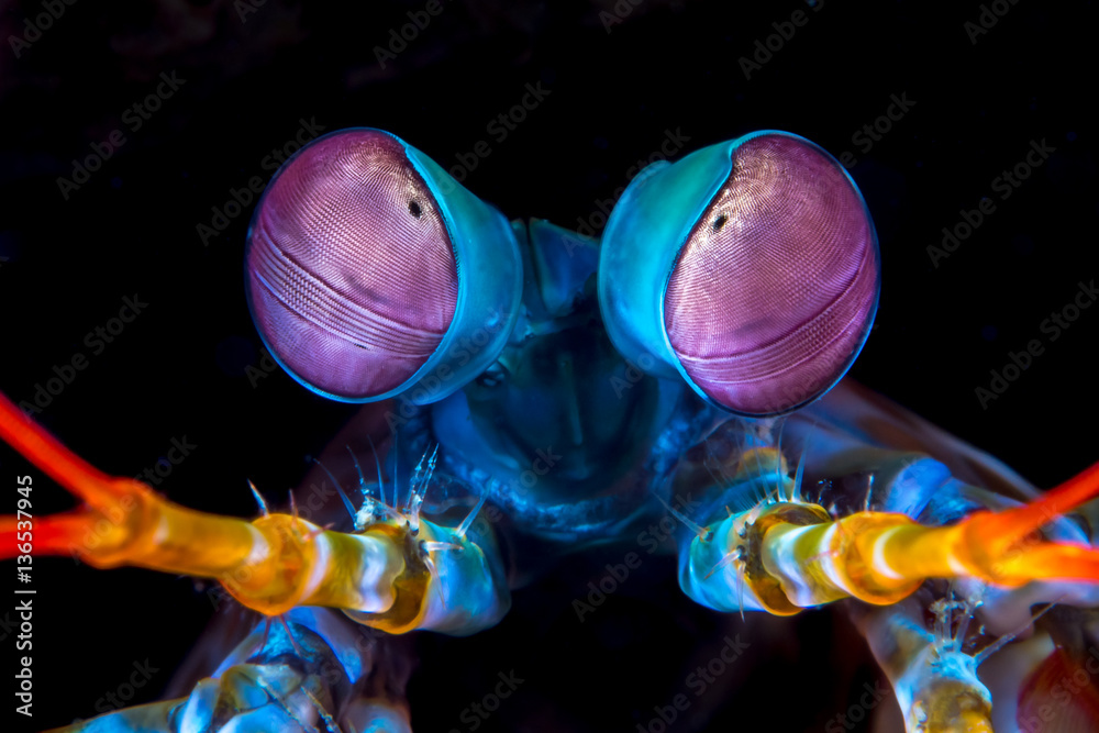 Underwater macro photography of Mantis shrimp Stock Photo | Adobe Stock