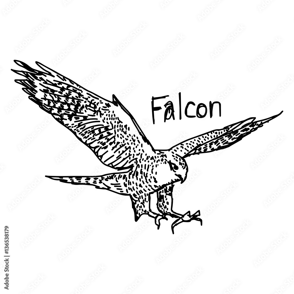 vector illustration sketch hand drawn with black lines of flying falcon ...