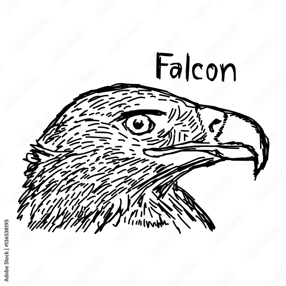 vector illustration sketch hand drawn with black lines of falcon's head ...