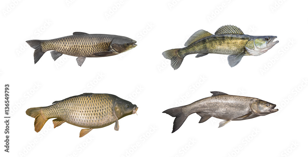 Chub Fish