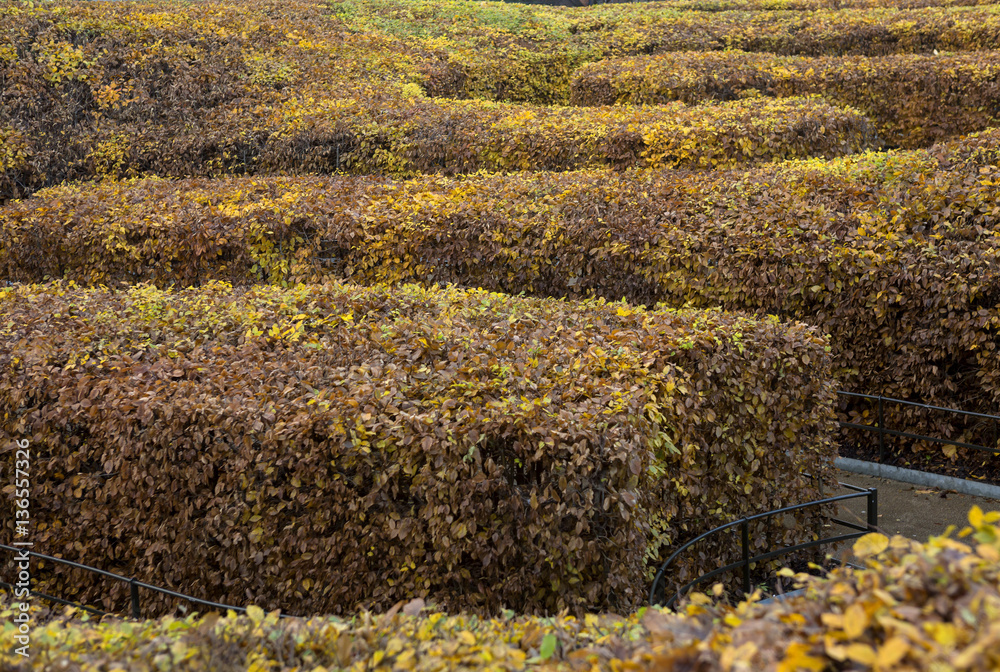 Autumn in London. A topiary hedge forms a unique design in a garden in ...