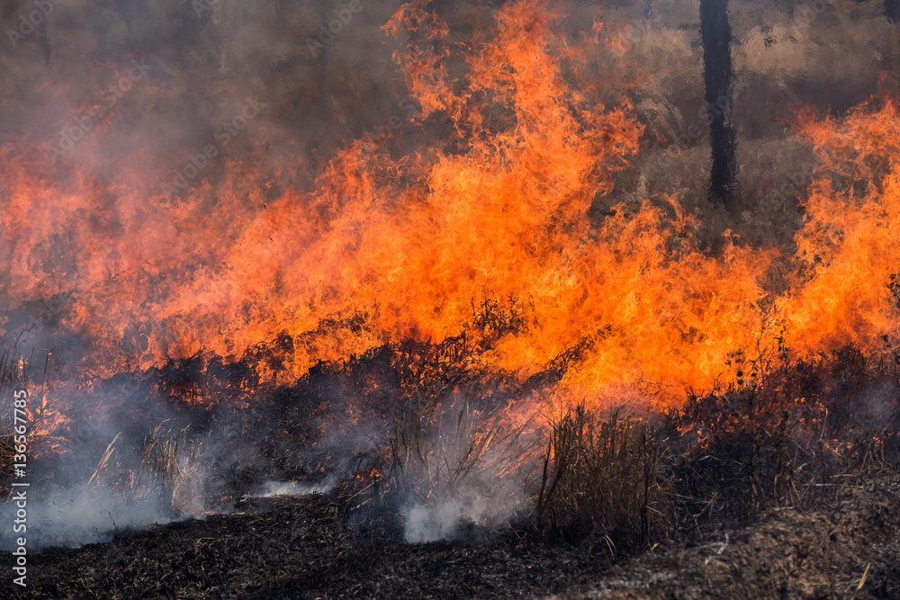Wind blowing on a flaming trees during a forest fire. Stock Photo ...
