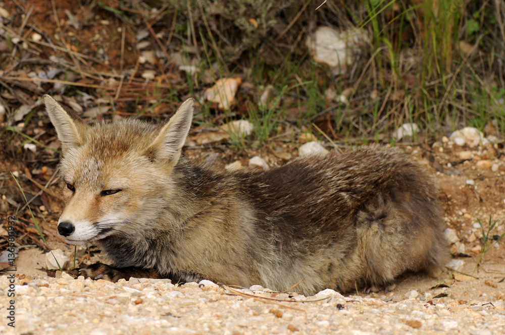 ruhender Rotfuchs, Rot-Fuchs (Vulpes vulpes) Stock Photo | Adobe Stock