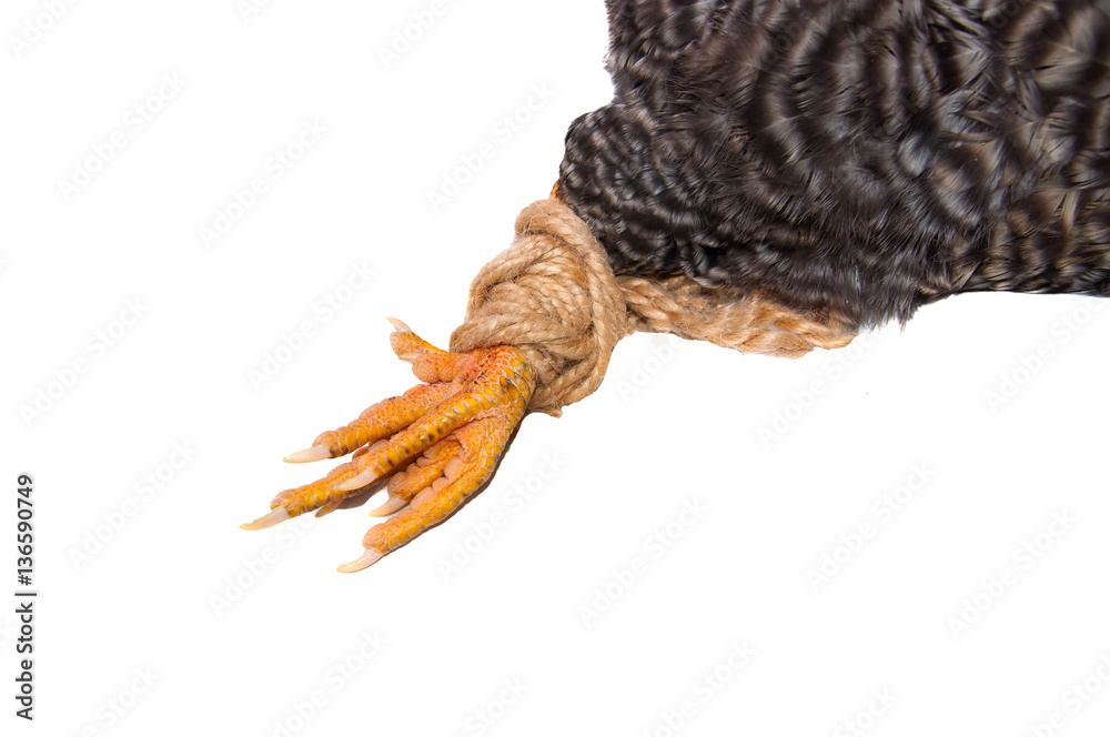 chicken legs bound with rope . isolated on white Stock Photo | Adobe Stock
