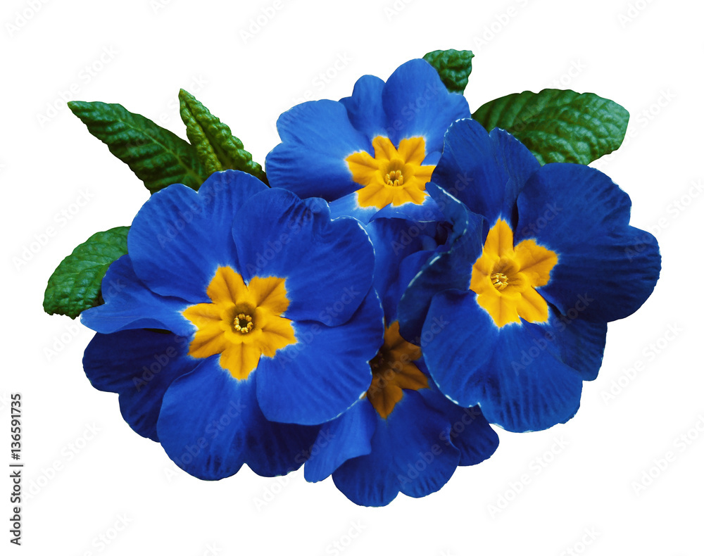 blue violets flowers, white isolated background with clipping path ...