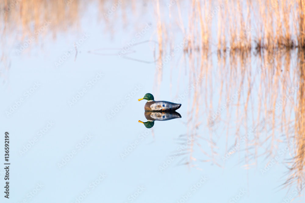duck on the lake in the nature Stock Photo | Adobe Stock