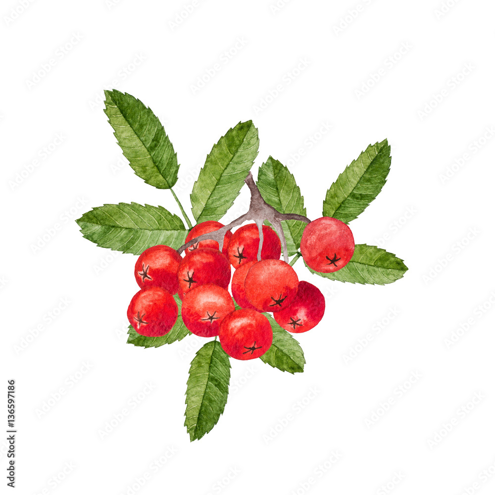 Sprig of ripe rowan berries and leaves. Watercolor ilustración de Stock ...
