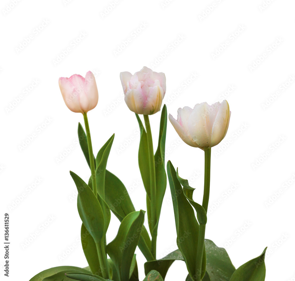 White double tulips with drops of dew on a white background Stock-Foto ...