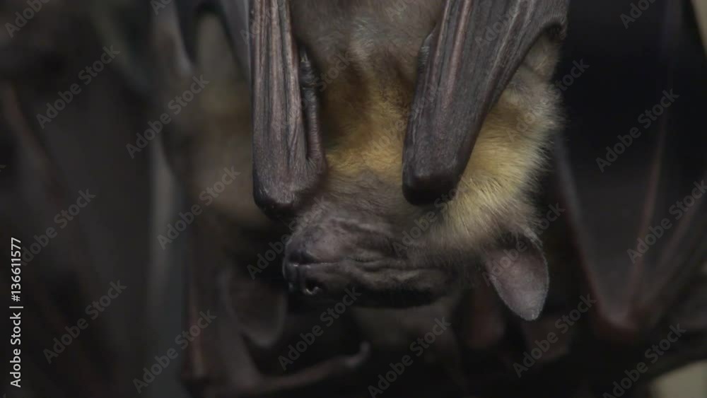 Upside down fruit bats sleeping, close up. Stock Video | Adobe Stock