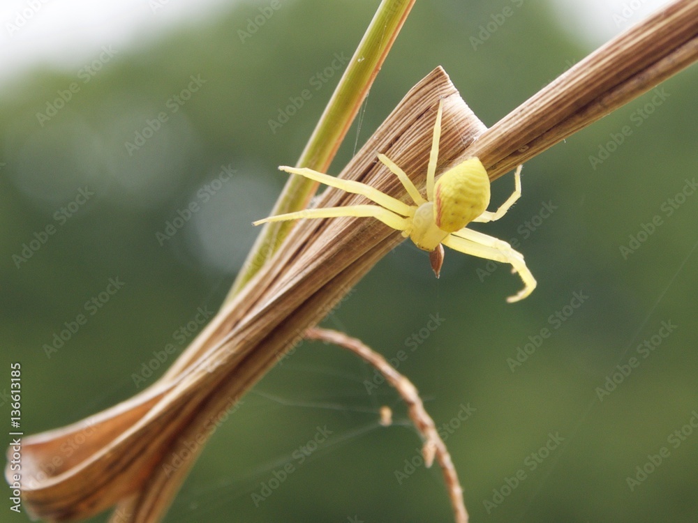 Foto Stock Araignée crabe Jaune | Adobe Stock