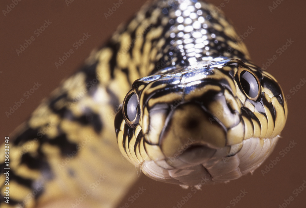 Coluber viridiflavus / Couleuvre verte et jaune Photos | Adobe Stock
