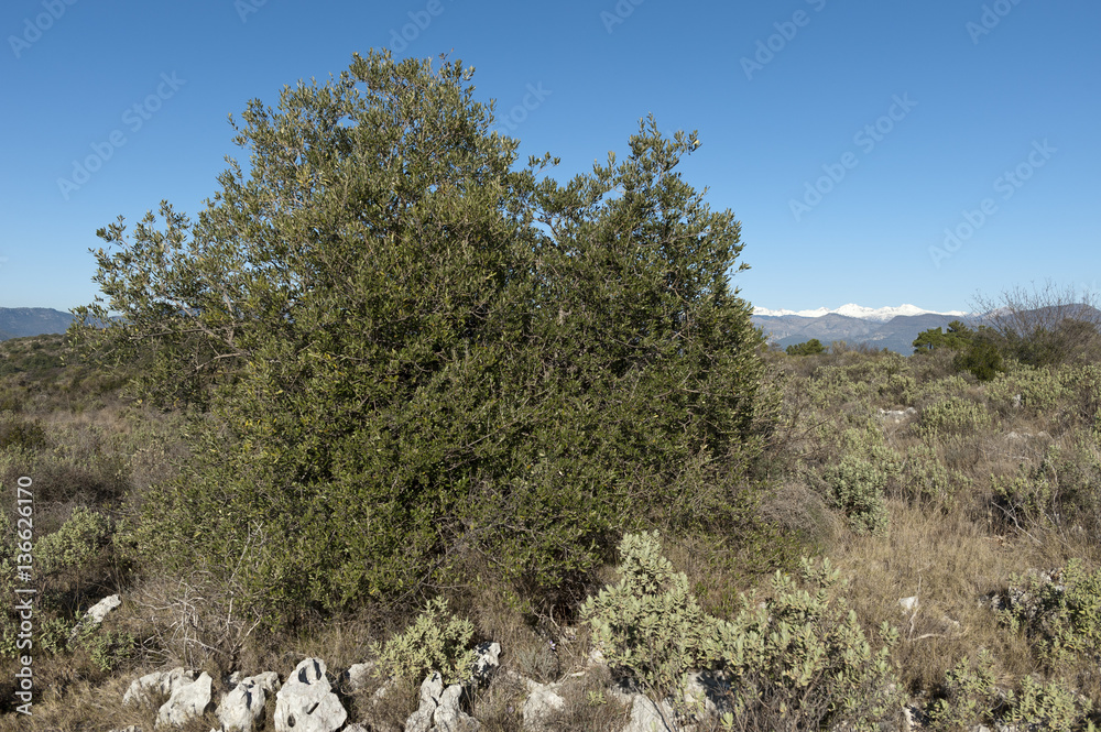 Foto de Olea europaea subsp. sylvestris / Olivier sauvage / Oléastre do ...