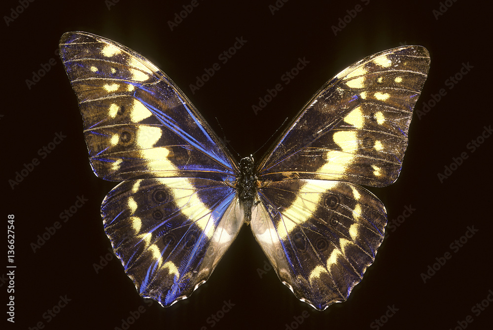 Morpho cypris Stock Photo | Adobe Stock