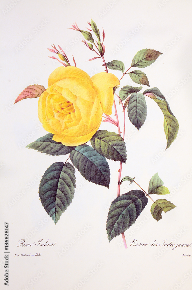 Rosa indica / Rose des Indes Stock Photo | Adobe Stock